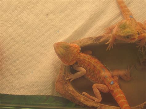 Splish Splash Taking A Bath By Lizardspirit On Deviantart