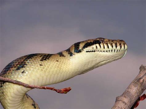 For Scrub Python Dialup Warning
