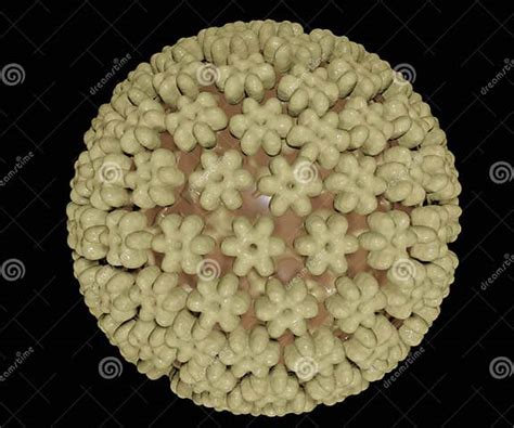 Herpes Simplex Virus 1 And 2 Hsv 1 And Hsv 2 Stock Illustration