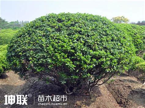 海桐球