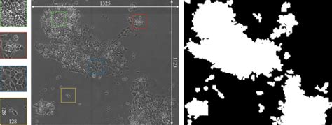 Iterative Pseudo Balancing For Stem Cell Microscopy Image Classification Scientific Reports