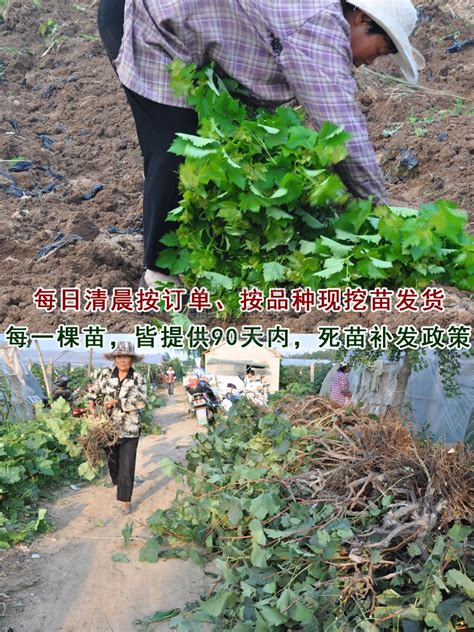 无籽寒香蜜葡萄树苖爬藤巨峰葡萄树苗北南方种植当年结果果树果苗虎窝淘