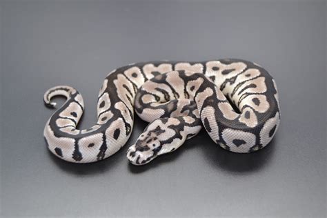 axanthic vpi clown spotnose ball python by dd exotics morphmarket