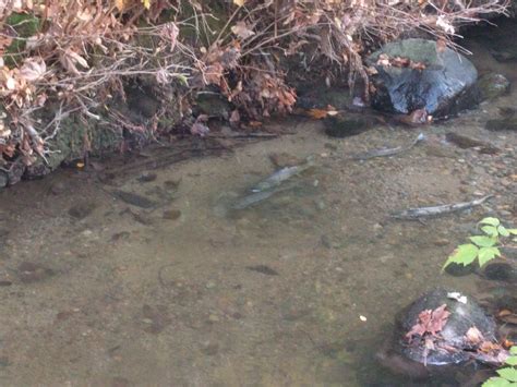 Some Salmon Sex On My Route This Morning Rbikecommuting