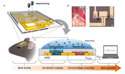 Scientists Develop Tunable Organic Active Neural Probe Enabling Near
