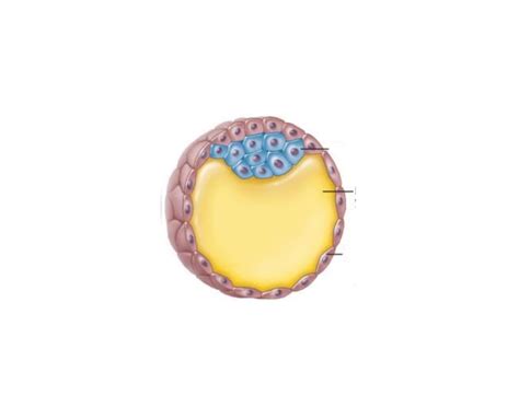 Layers Of The Blastocyst — Printable Worksheet