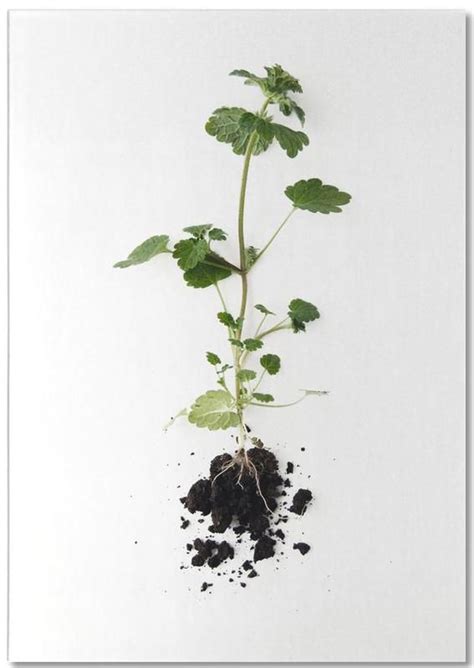 Root Notepad Aluminum Prints Root Poster