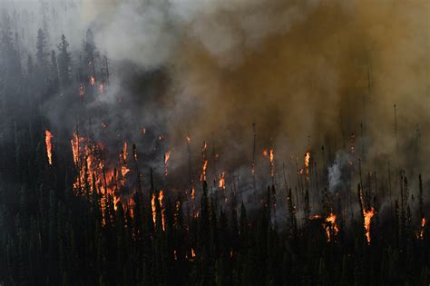 How Fuel Conditions Impact Wildfire Activity Bc Wildfire Service