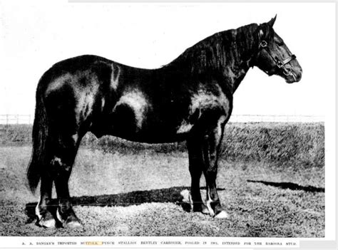 Suffolk Punch - Waler Horse Database