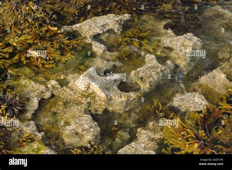 A Tidal Rock Pool With Barnacles And Bladder Wrack Seaweed Clinging To