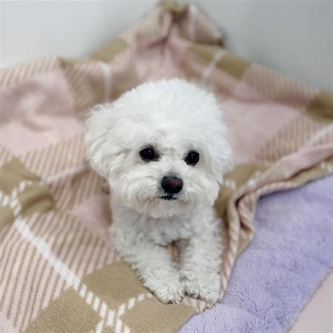 비숑프리제 쮸비 강아지 책임분양♥분양완료 아이조아 유기방지입양 파양 강아지보호소 고양이보호소 무료분양센터