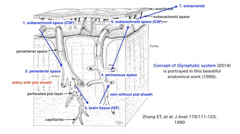 Subarachnoid Space Csf