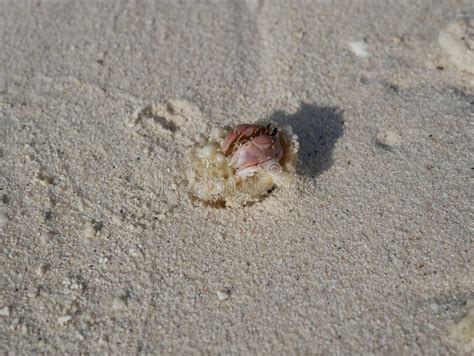 A Hermit Crab On The White Sand Of The Maldives Stock Image Image Of Pattern White