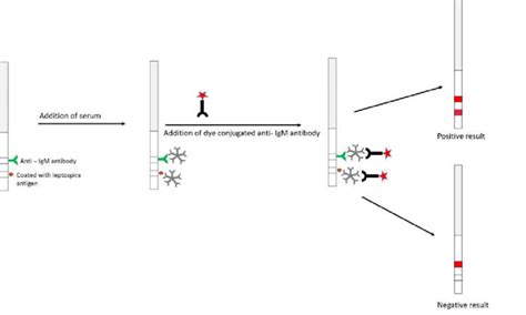 Illustration Depicting Dipstick Assay 926 Flow Cytometry Fcm Download Scientific Diagram