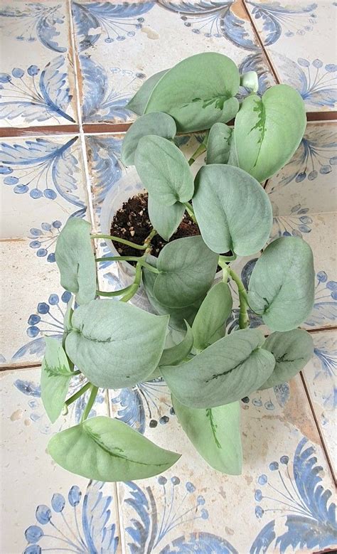 Scindapsus Platinum Furniture And Home Living Gardening Plants And Seeds