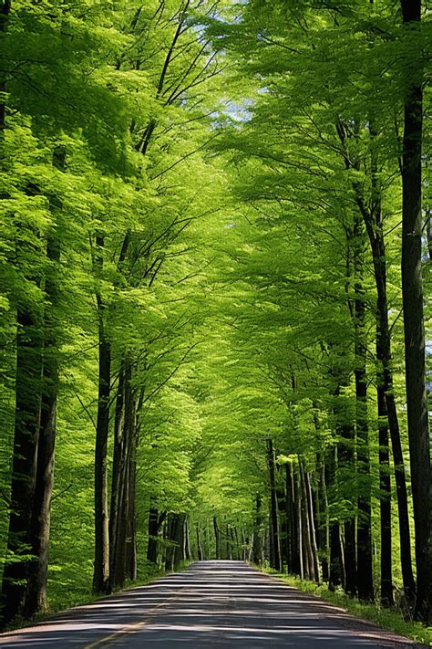 푸른 나무가 있는 길 배경 배경 화면 및 일러스트 무료 다운로드 Pngtree