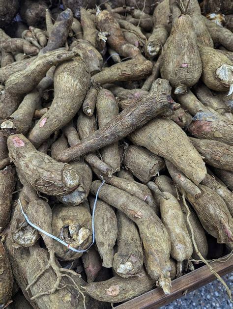 Harvested Cassava Stock Image Image Of Invertebrate 355698943