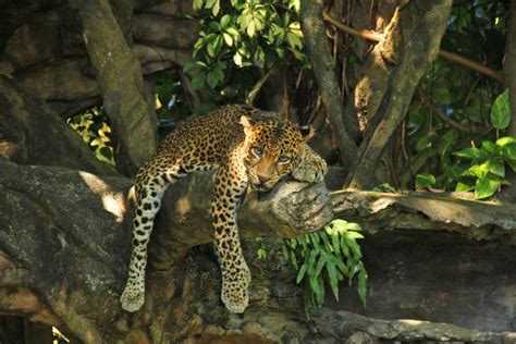 FACTS ABOUT JAVAN LEOPARD Taman Safari Bali