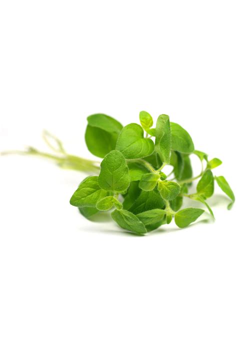 doTERRA Oregano Touch | dōTERRA Essential Oils