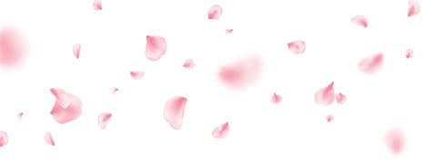 꽃 꽃잎 비행 배경 긴 현수막에 사쿠라 봄 꽃 핑크 로즈 구성 뷰티 스파 제품 프레임 발렌타인 로맨틱 카드 가벼운 섬세한 파스텔