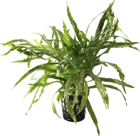 Pogostemon Octopus Koi Botanik