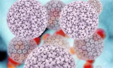 Perianal Warts Causes Symptoms Treatment Prevention Diseases And