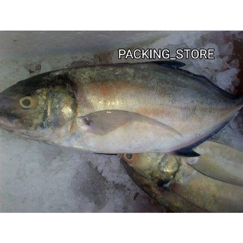 Jual Ikan Kuwe Segar Ikan Kuwe Lilin Ekor Ikan Fresh Laut GARANSI SEGAR Shopee Indonesia