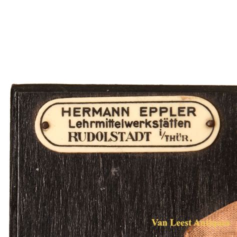 Eppler Anatomical Wax Model The Measles Fleaglass