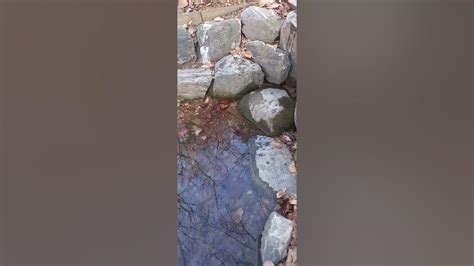 천마산 물 웅덩이에 비친 가녀린 나뭇가지 Youtube