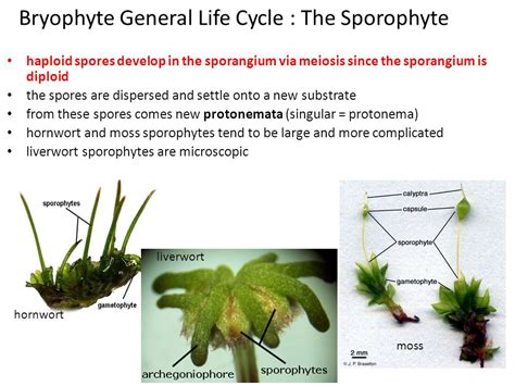 Moss Sporophyte