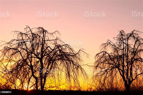 자연 배경에 대 한 일몰 시 나무의 실루엣 강에 대한 스톡 사진 및 기타 이미지 강 경관 계절 Istock