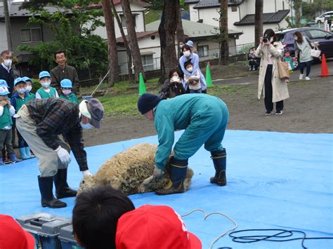 羊の毛刈りをしました！！ ｜ 利府聖光こども園｜学校法人 聖光学園