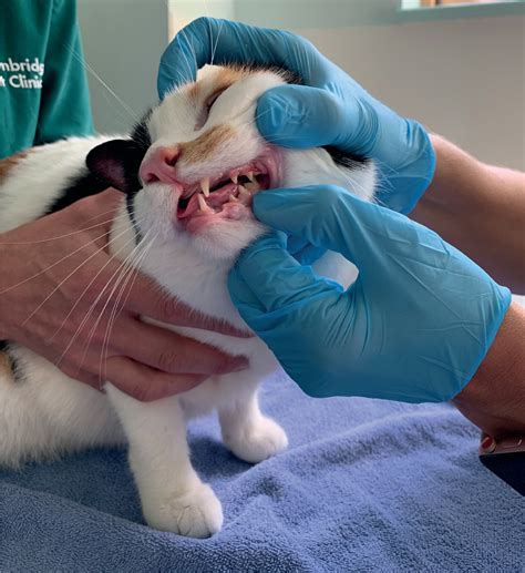 Cat Mouth Abscess Symptoms