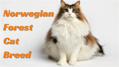 Norwegian Forest Cat Breed Petworldgdl Com