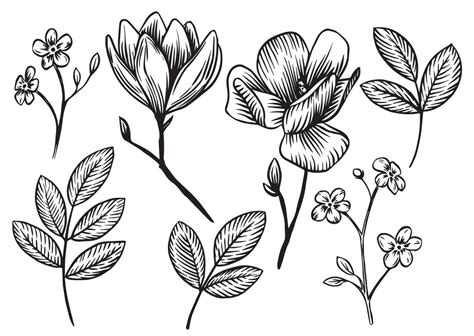 Drawing Of Flowers And Leaves