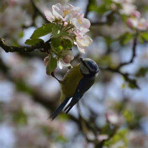 Premium Photo Close Up Of Tit On Flower Tree