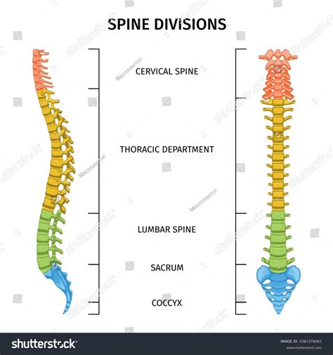 Spine Structure