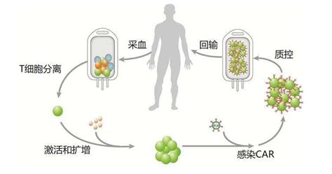 有望治疗所有癌症！四大肿瘤免疫疗法横空出世，最高90控制率免疫疗法癌症疗法新浪新闻