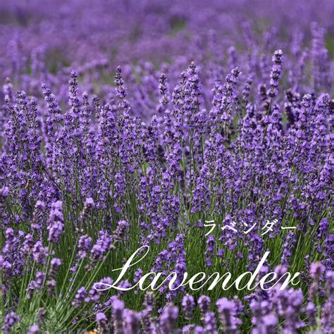 精油ラベンダー Lavender／エッセンシャルオイル 5ml／lavandula Officinalis 手作りせっけん専門店 Natural蒼