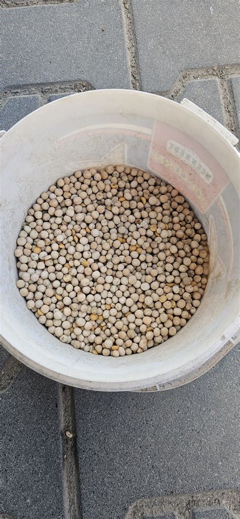 Groch Jary Groch Debrzyca • Olxpl