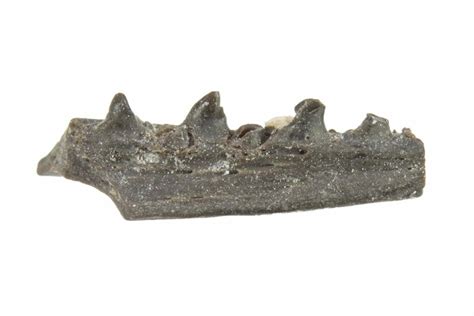 19 Permian Reptile Jaw Section Oklahoma 261491 For Sale