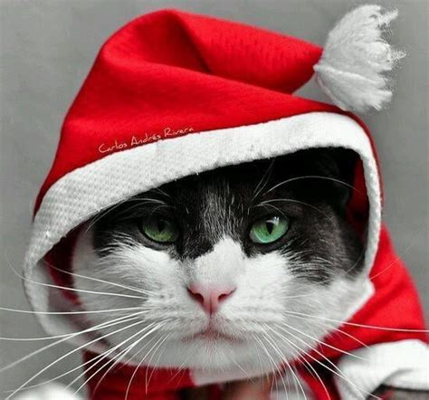 This Cute Tuxedo Cat 🐱🎅 🎄 R Cutecats
