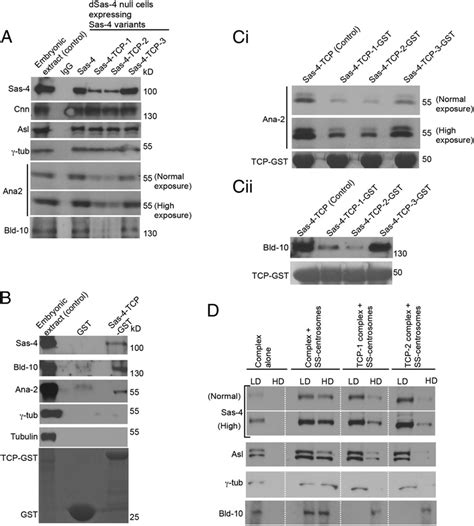 The β9-10 surface of TCP domain mediates an interaction with Bld-10 and ...