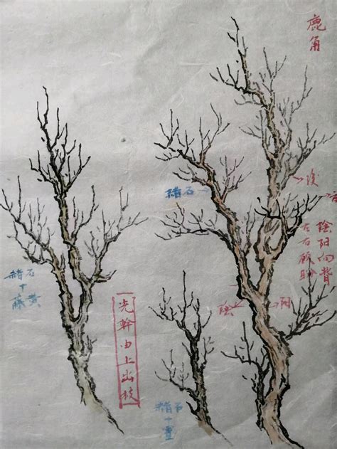 树法之鹿角画法以及着色技巧 哔哩哔哩