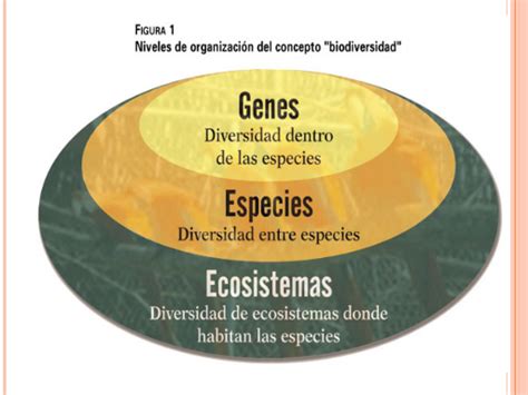 Biodiversidad Monografias