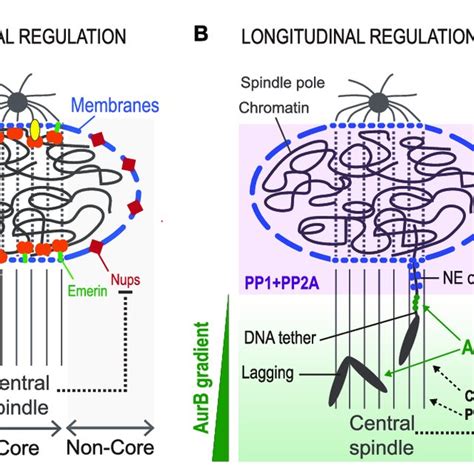Phosphoregulation Of Kinetochore Assembly And Disassembly In The Download Scientific Diagram