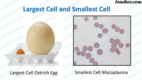 Size Of Cells Smallest And Largest Cell Teachoo Concepts