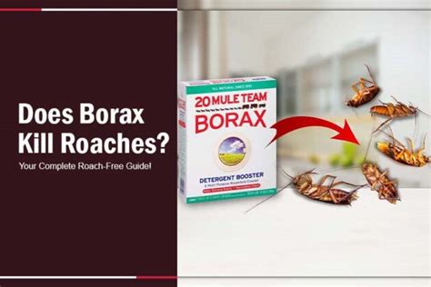 Does Borax Kill Roaches Your Complete Roach Free Guide Pestweek