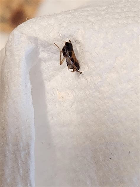 Roach Identification Please Suburban Arizona Rpestcontrol