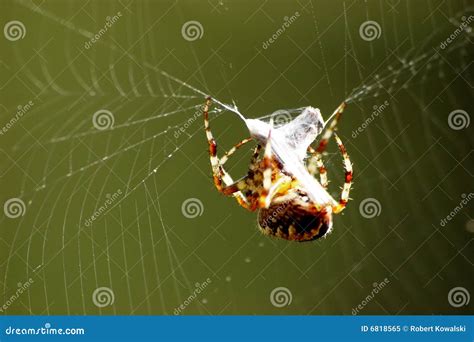spider catching fly in web stock image image of catch 6818565